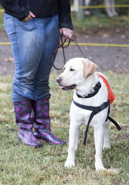 Trainer with labrador retriever guide dog - Stock Image - Everypixel