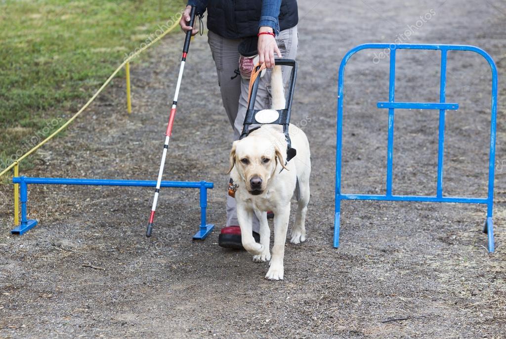 Do Guide Dogs Get Enough Exercise