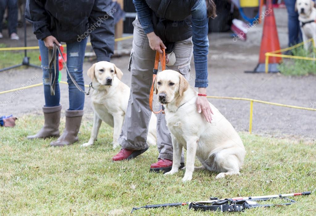 Blind people with their guide dogs Stock Photo by ©Belish 77133431