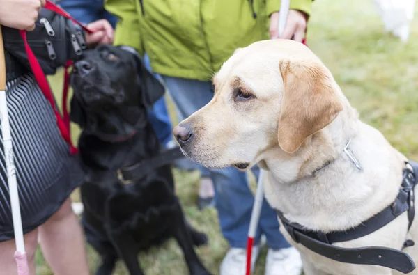 What Dogs Are Used As Guide Dogs