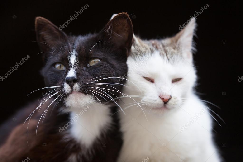Dos gatos abrazados 2023
