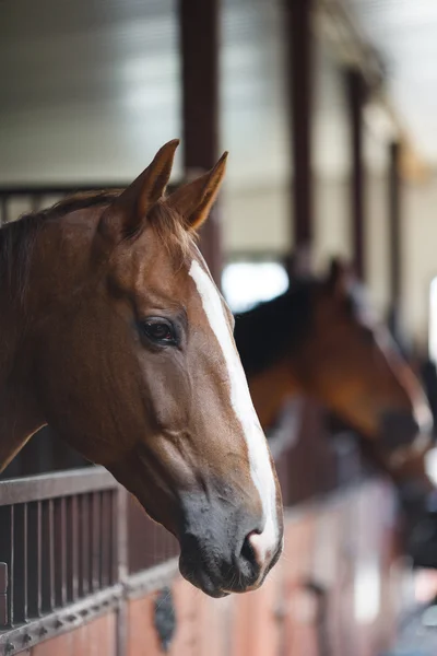 Horses in the stable - Stock Image - Everypixel