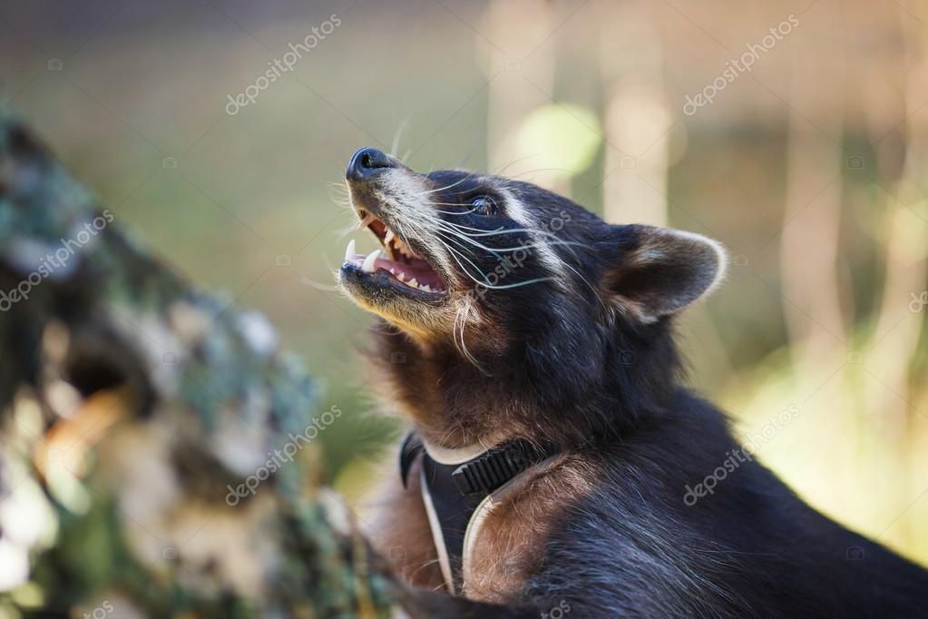 Raccoon in a forest Stock Photo by ©castenoid 84244900