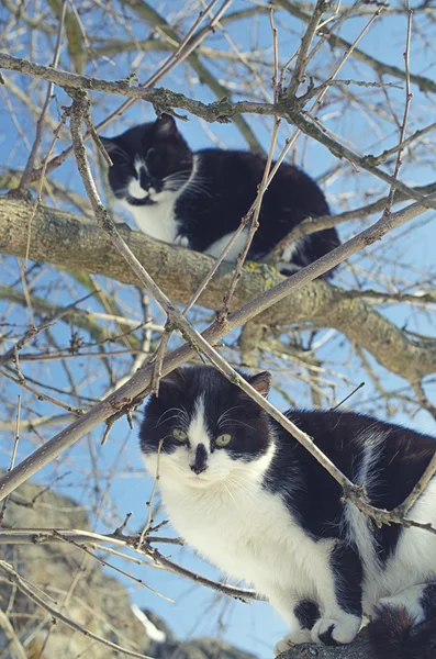 Cats in tree Stock Photos, Royalty Free Cats in tree Images | Depositphotos