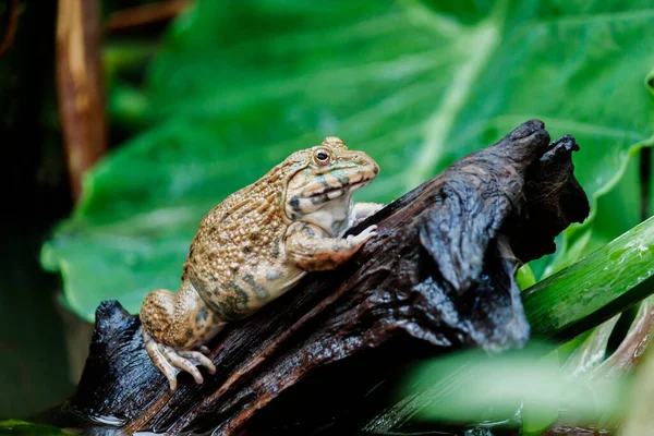Frog traps insects on black and wet stumps. Floating on the water in ...