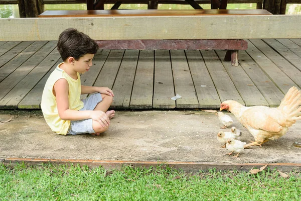 Kids and chickens Stock Photos, Royalty Free Kids and chickens Images ...