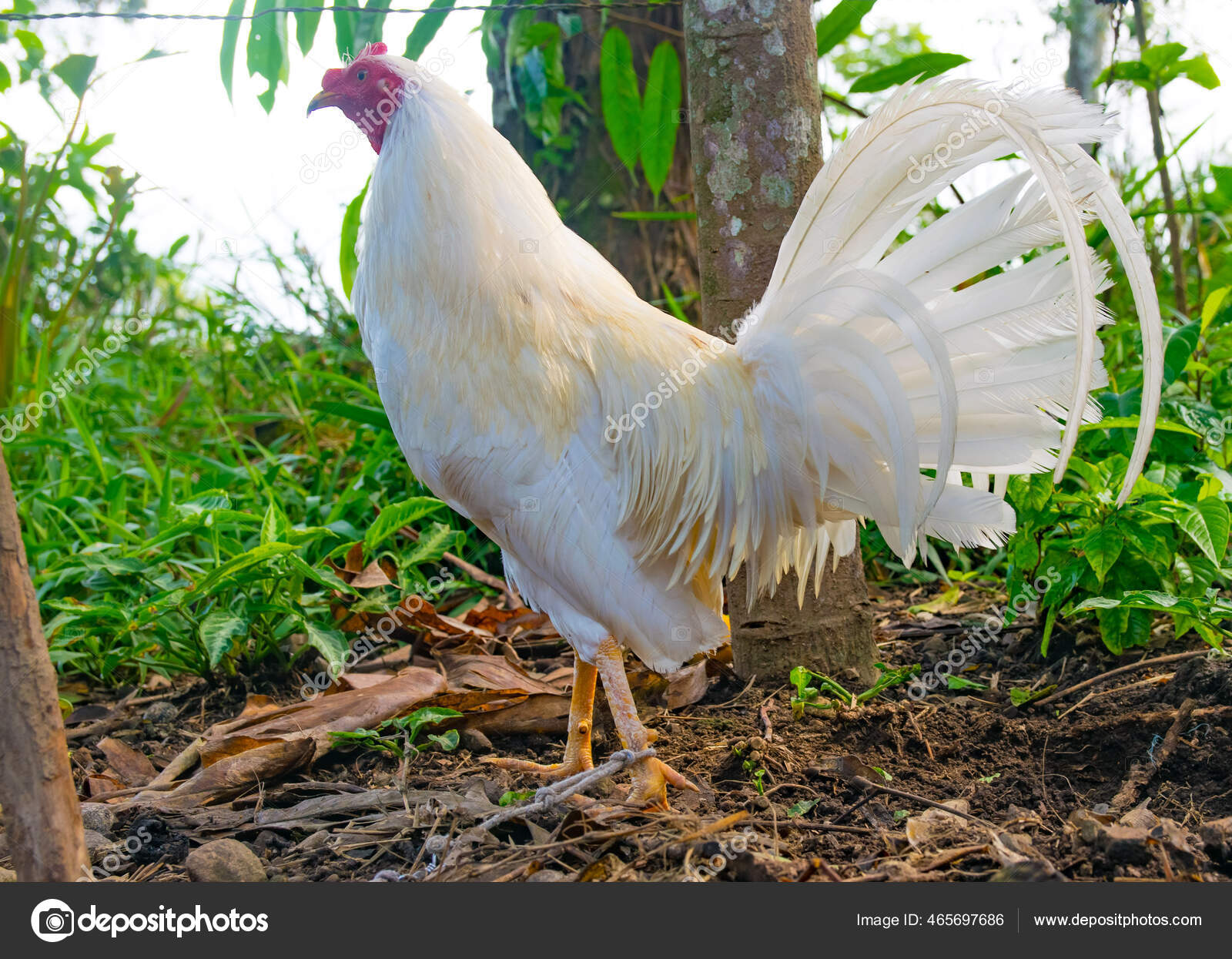 White Fighting Roosters