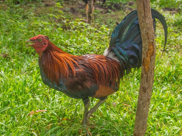 Cuban rooster Stock Photos, Royalty Free Cuban rooster Images ...