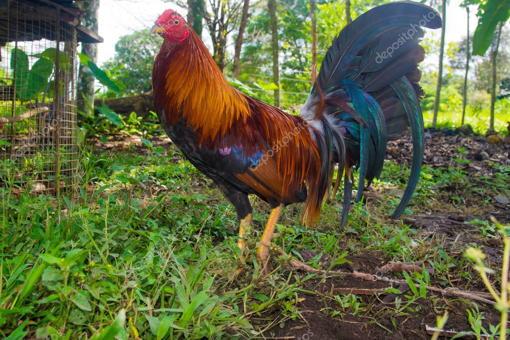 Gallo luchador entrenado en Panamá y con plumas coloridas 2022