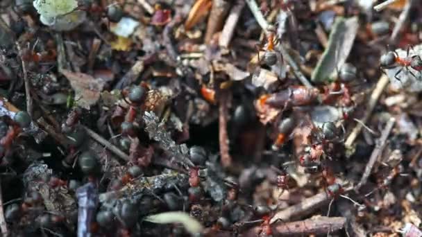 Ants working in ant hill. ⬇ Video by © genjok Stock Footage #106725466