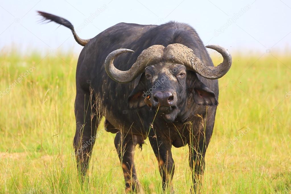 Angry Buffalo Face
