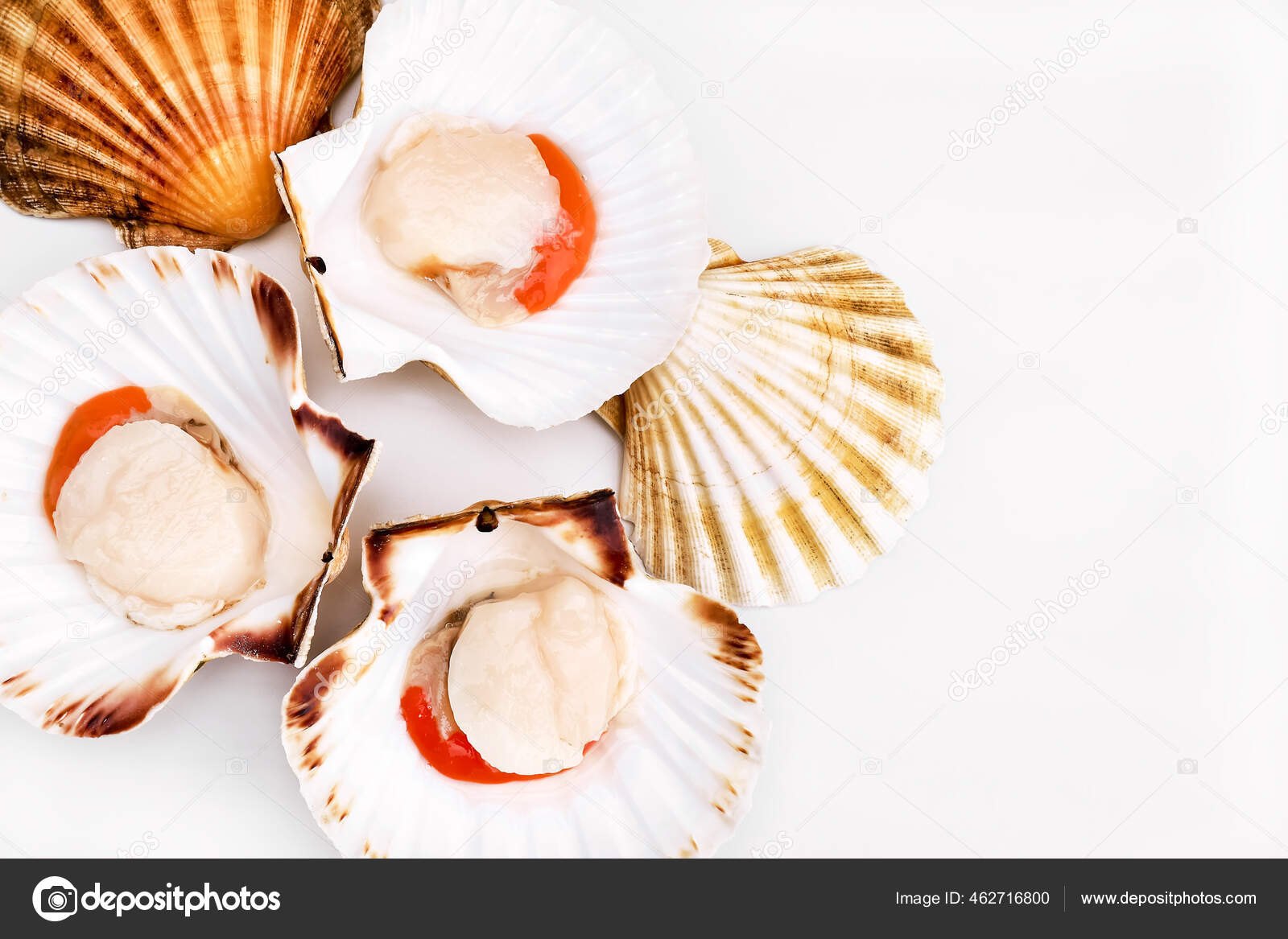 Raw Scallops In Shell