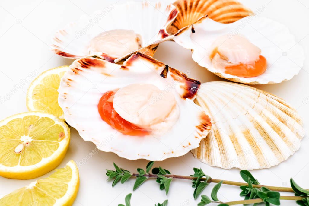 Vieiras crudas en conchas con limón y hierbas sobre fondo blanco ...