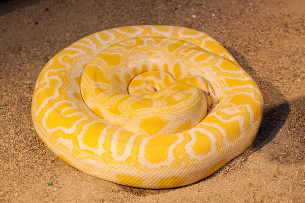Serpente thai python dourada Stock Photos, Royalty Free Serpente thai ...
