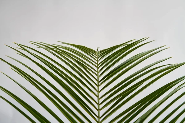 Long leaves plant Images - Search Images on Everypixel