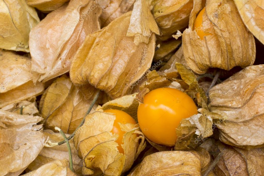 Physalis también conocido como cerezas de invierno, grosellas del cabo ...