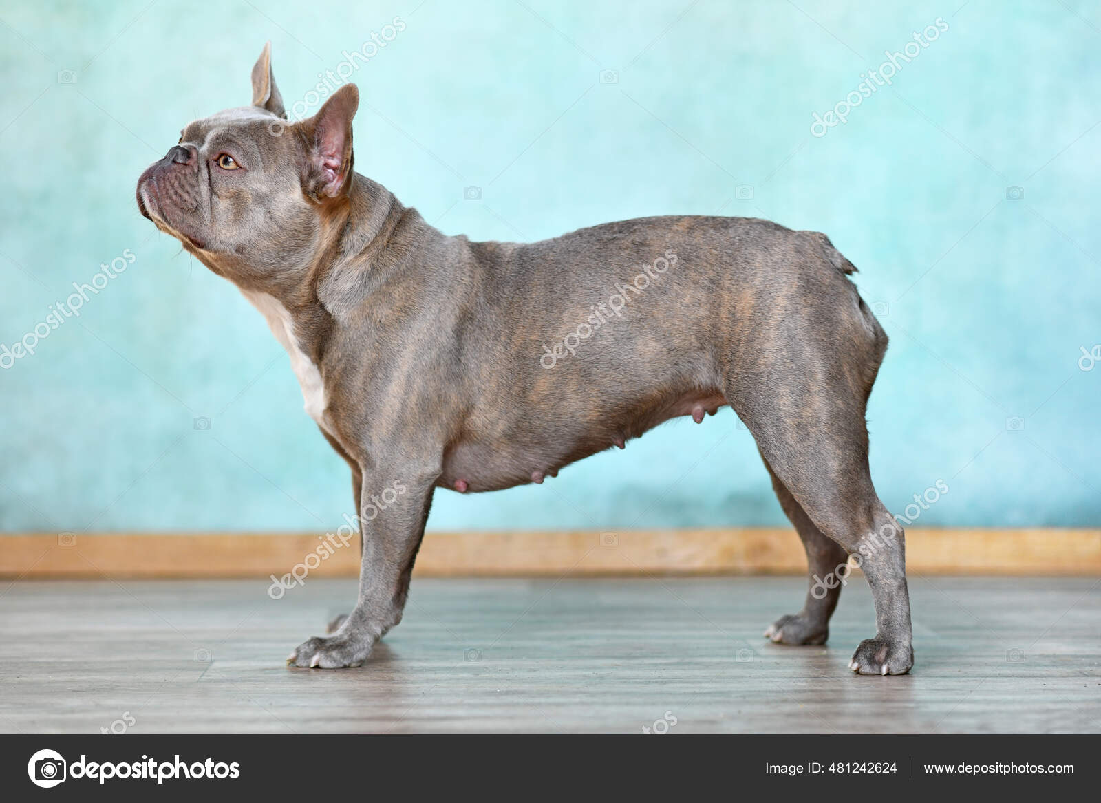 Brindle Grey French Bulldog USA Shop | www.pinnaxis.com
