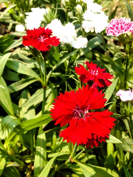 Dianthus chinensis vermelho Stock Photos, Royalty Free Dianthus ...