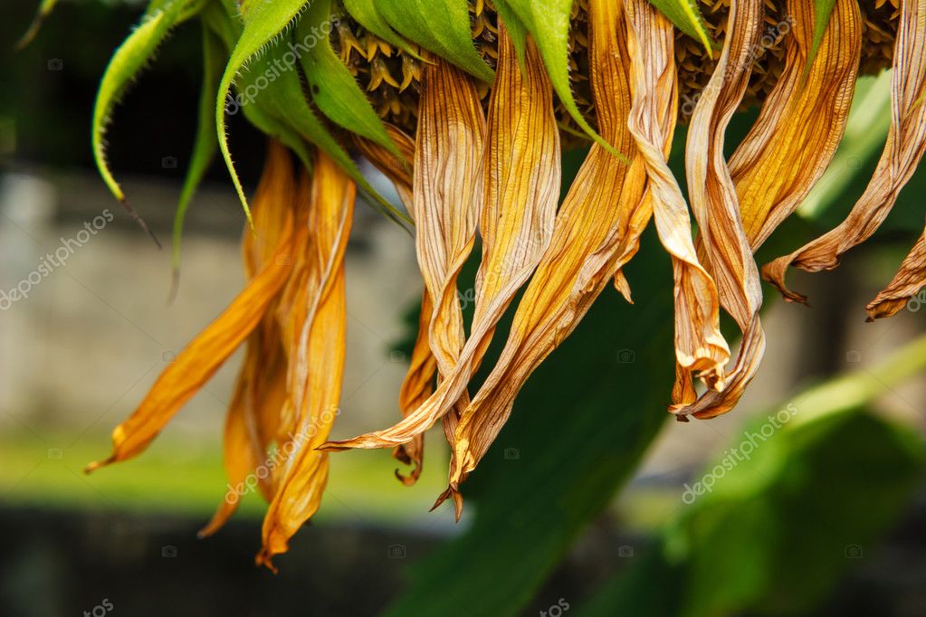 Closeup of Withered sunflower — Stock Photo © madozi #85422032