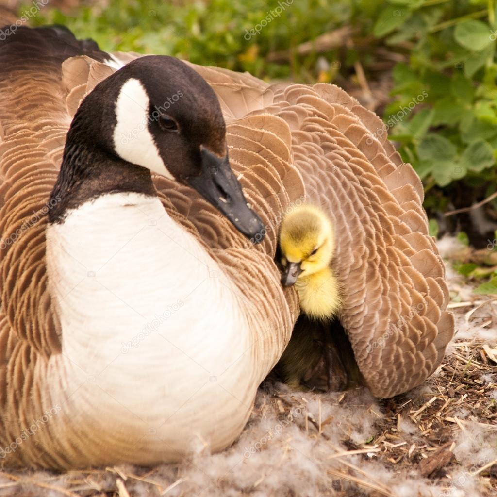 Giant Canadian Geese | ppgbbe.intranet.biologia.ufrj.br