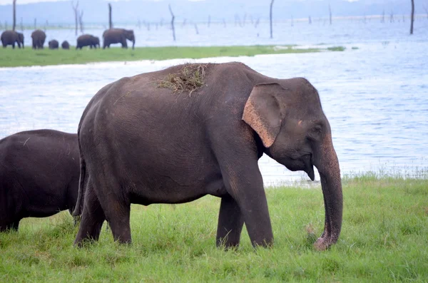 Asia gajah liar Stock Photos, Royalty Free Asia gajah liar Images ...