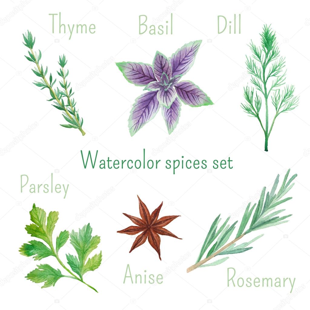 Watercolor herbs and spices — Stock Vector © DinaL #63910383