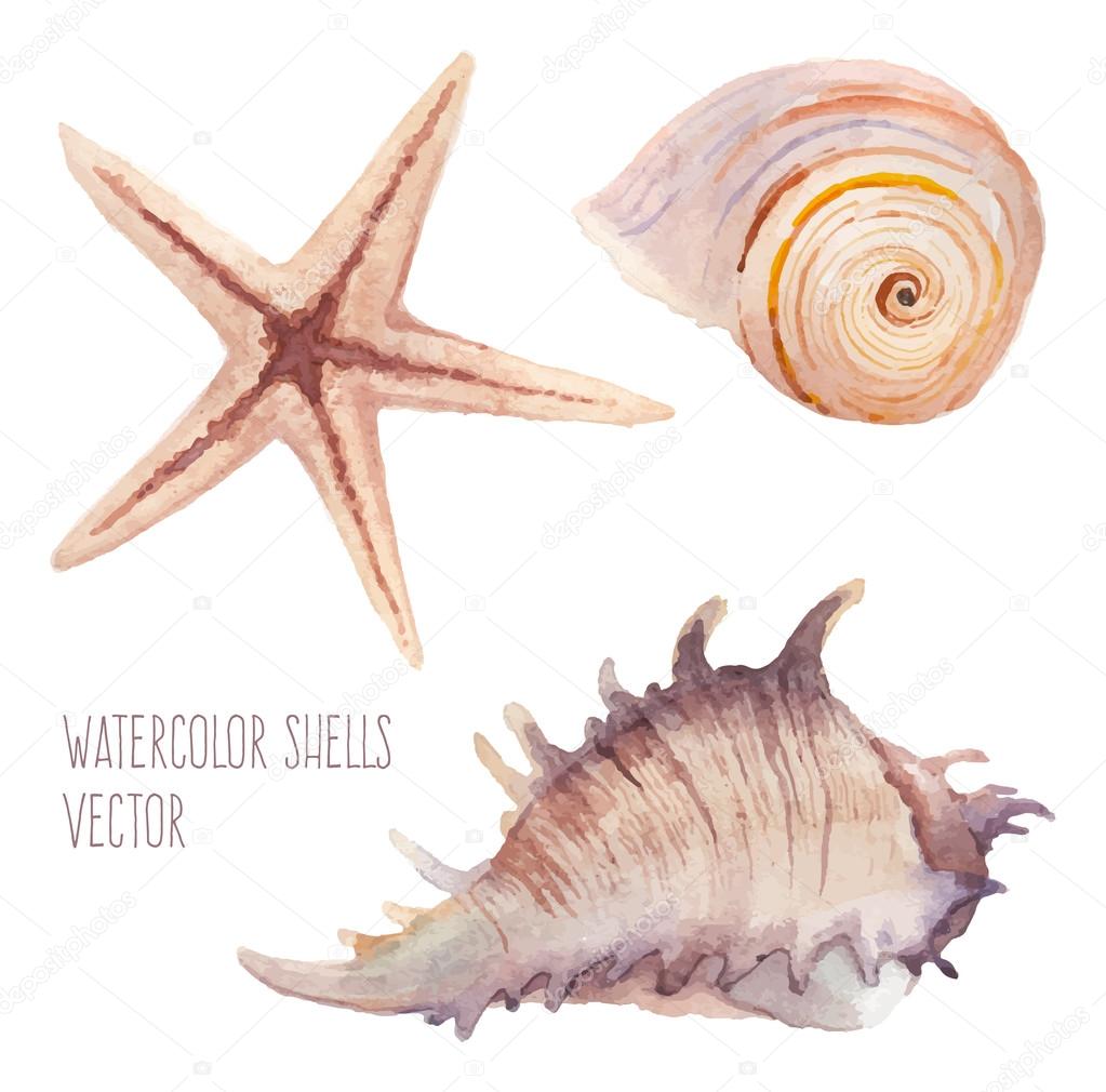 Watercolor sea shells set Stock Vector Image by ©DinaL #67821199