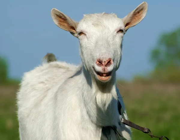 Funny goat Stock Photos, Royalty Free Funny goat Images | Depositphotos