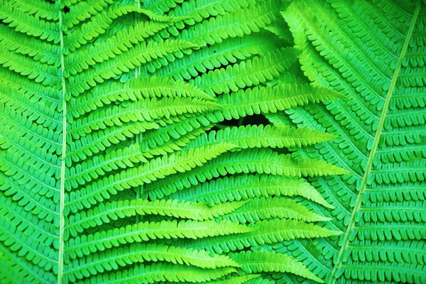 Ferns texture Stock Photos, Royalty Free Ferns texture Images ...