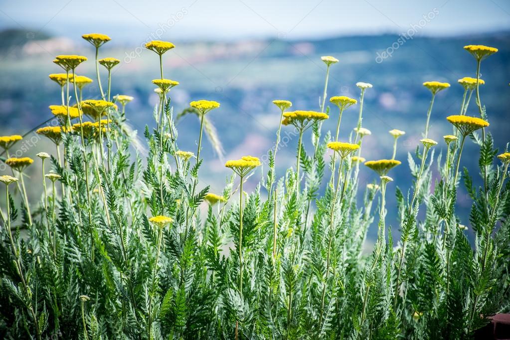 High Alpine Prairie Wildflowers — Stock Photo © lgoodwin80107 #114371498