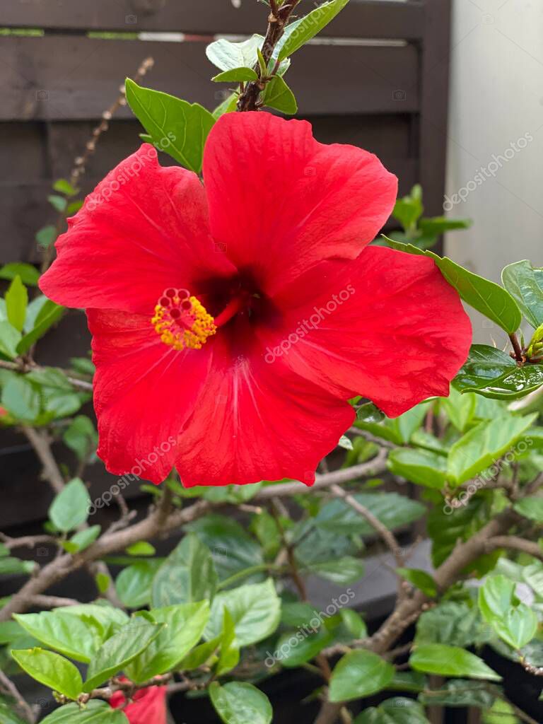 crece en una terraza Hibiscus Latin Hibiscus sabdariffa es de la ...