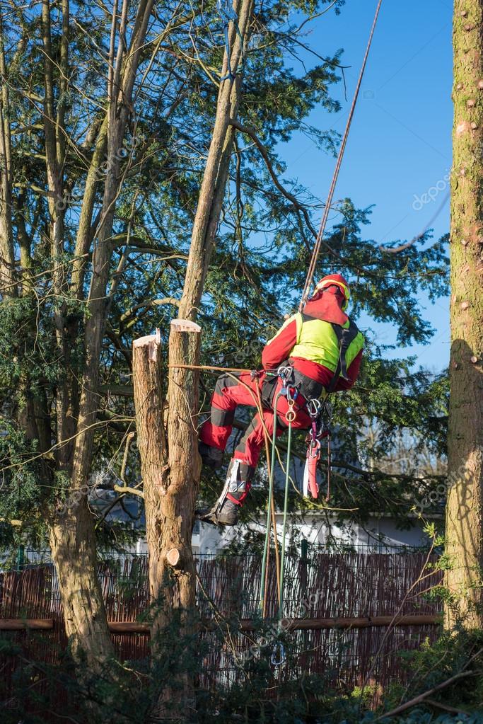 Tree climber in the sunlight cutting down a tree Stock Photo by ...