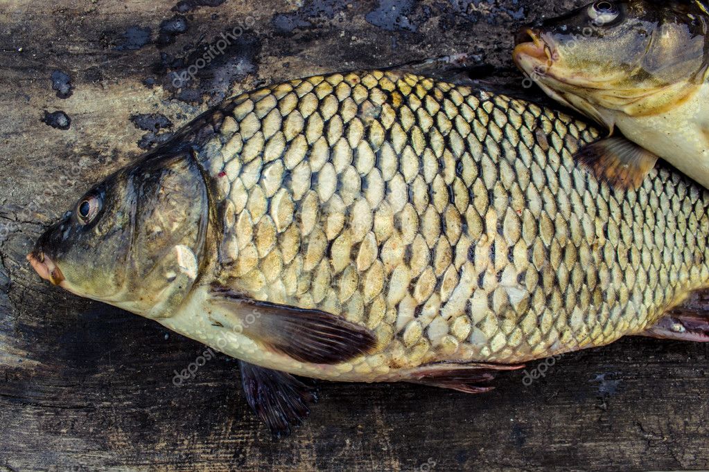 Large fresh river fish Stock Photo by ©yana-komisarenko@yandex.ru 113514334