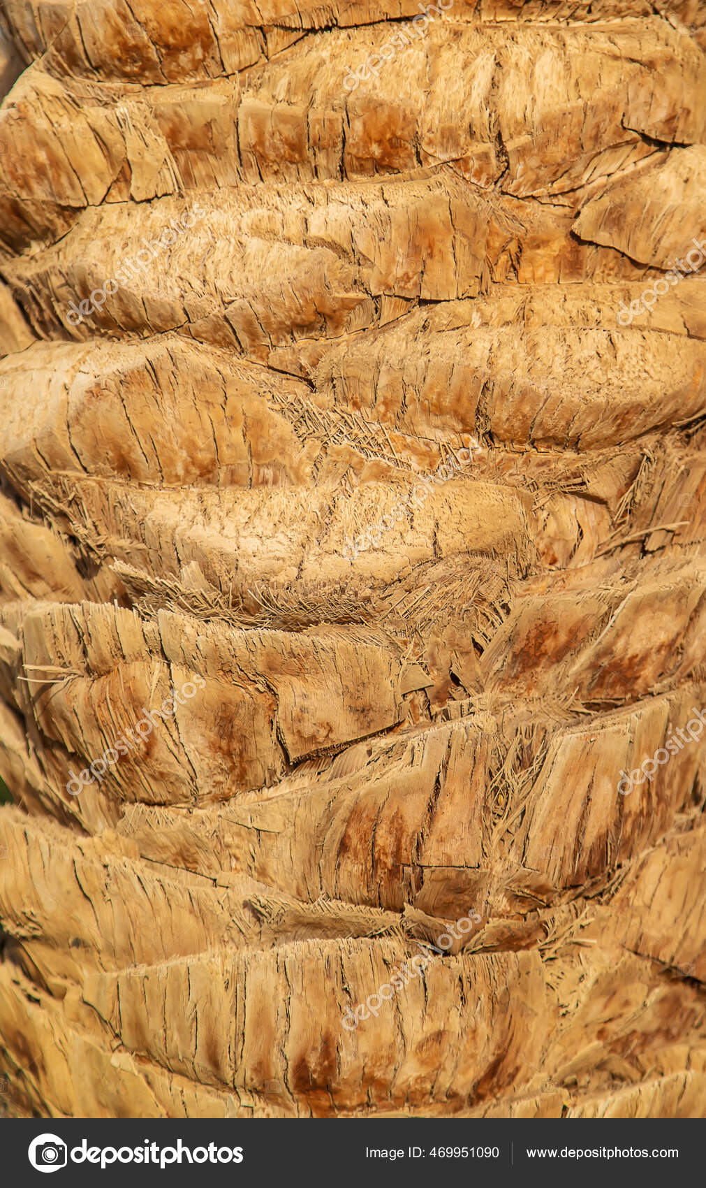 Palm Tree Bark Texture Background Selective Focus Nature Stock Photo by ...