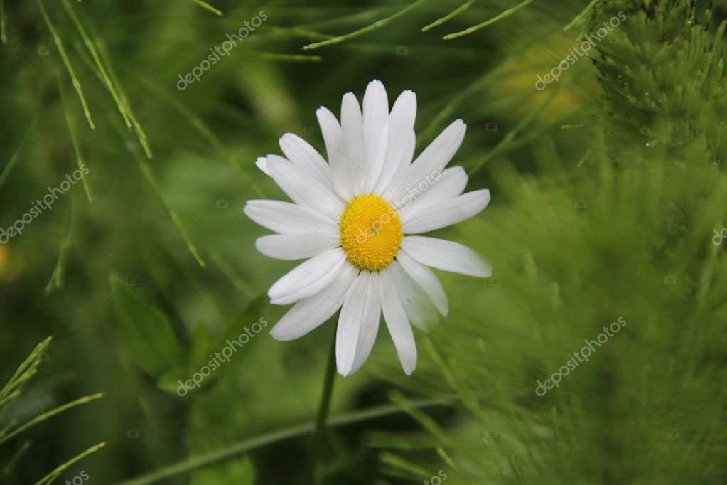 Daisy with white petals on a background of green grass Stock Photo by ...