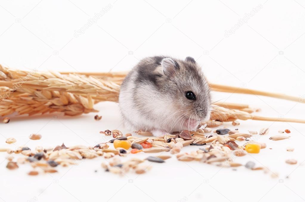 The hamster eats a forage in an environment of ears on a white b Stock ...