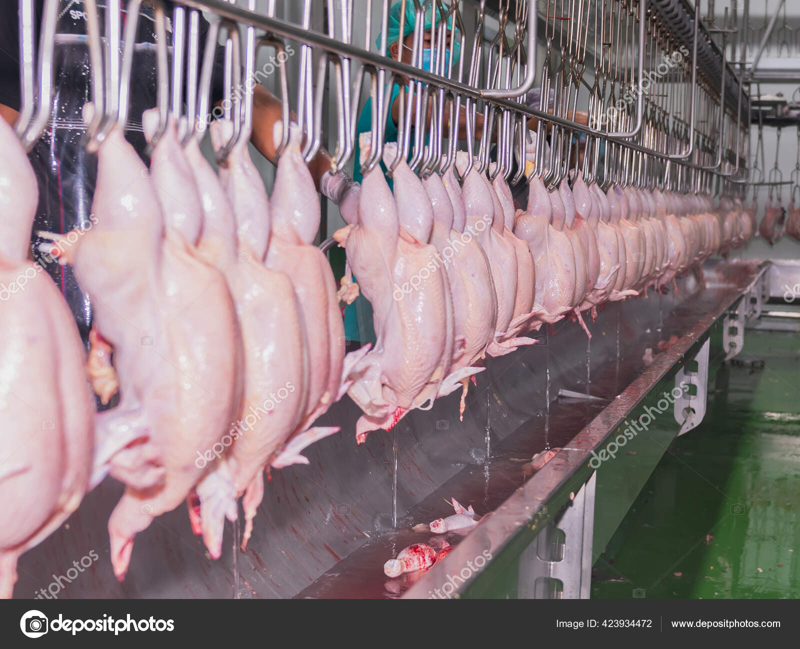 Chicken Slaughterhouse Process