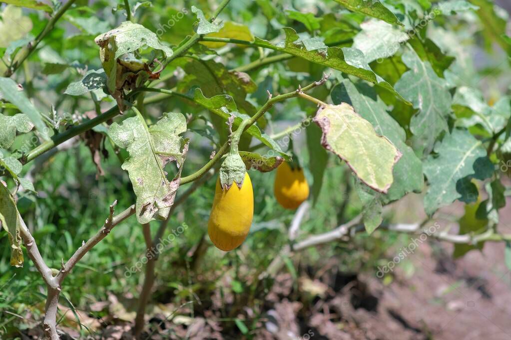 Terong Kuning o Berenjena Amarilla (Solanum Indicum) es un tipo de ...