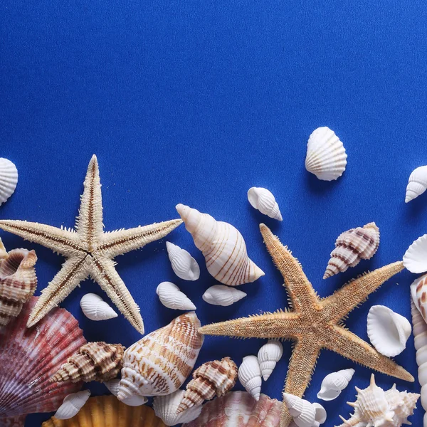 Beautiful Seashell Background Stock Photo by ©ChristianChan 109920564