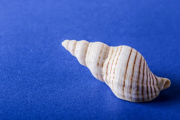Beautiful Seashell Background Stock Photo by ©ChristianChan 109920564