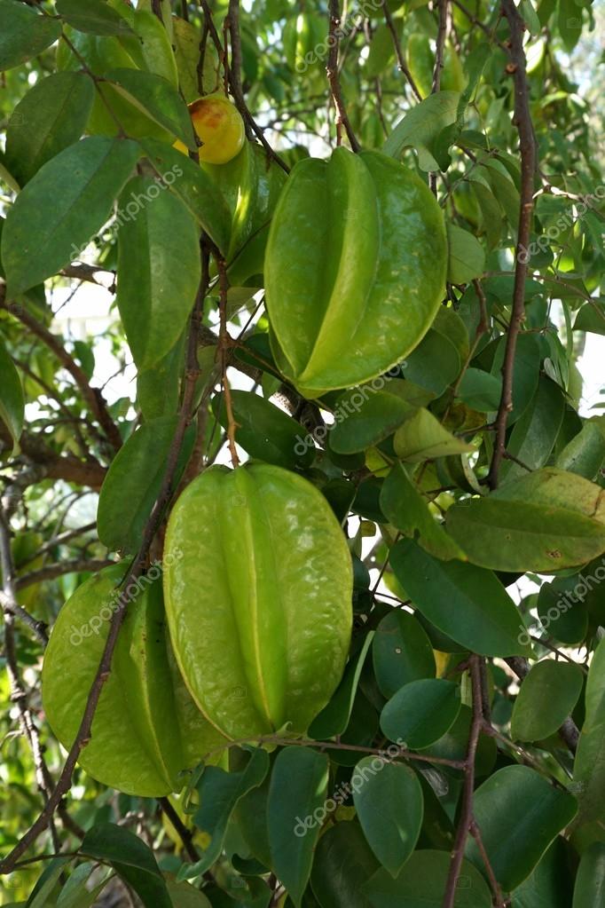 Star Apple Tree