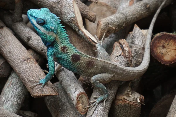 Blue lizards in southeast asia Stock Photos, Royalty Free Blue lizards ...