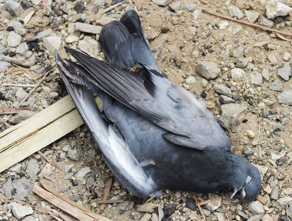 Dead pigeon Stock Photos, Royalty Free Dead pigeon Images | Depositphotos