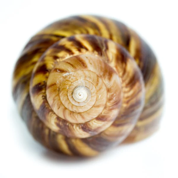 Spiral mollusk shell of land snail close up — Stock Photo © vvoennyy ...