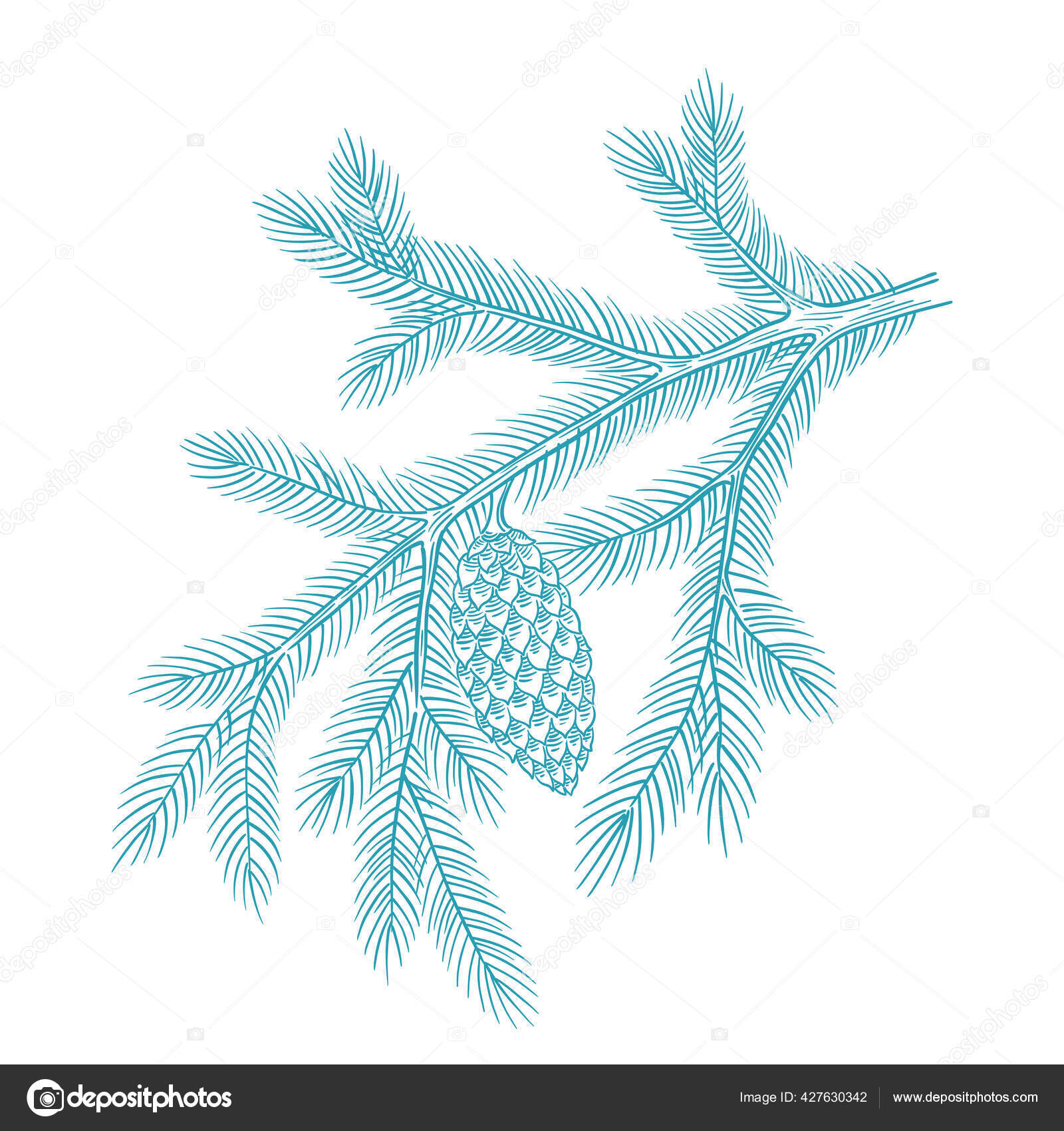 Blue Spruce Tree Sketch