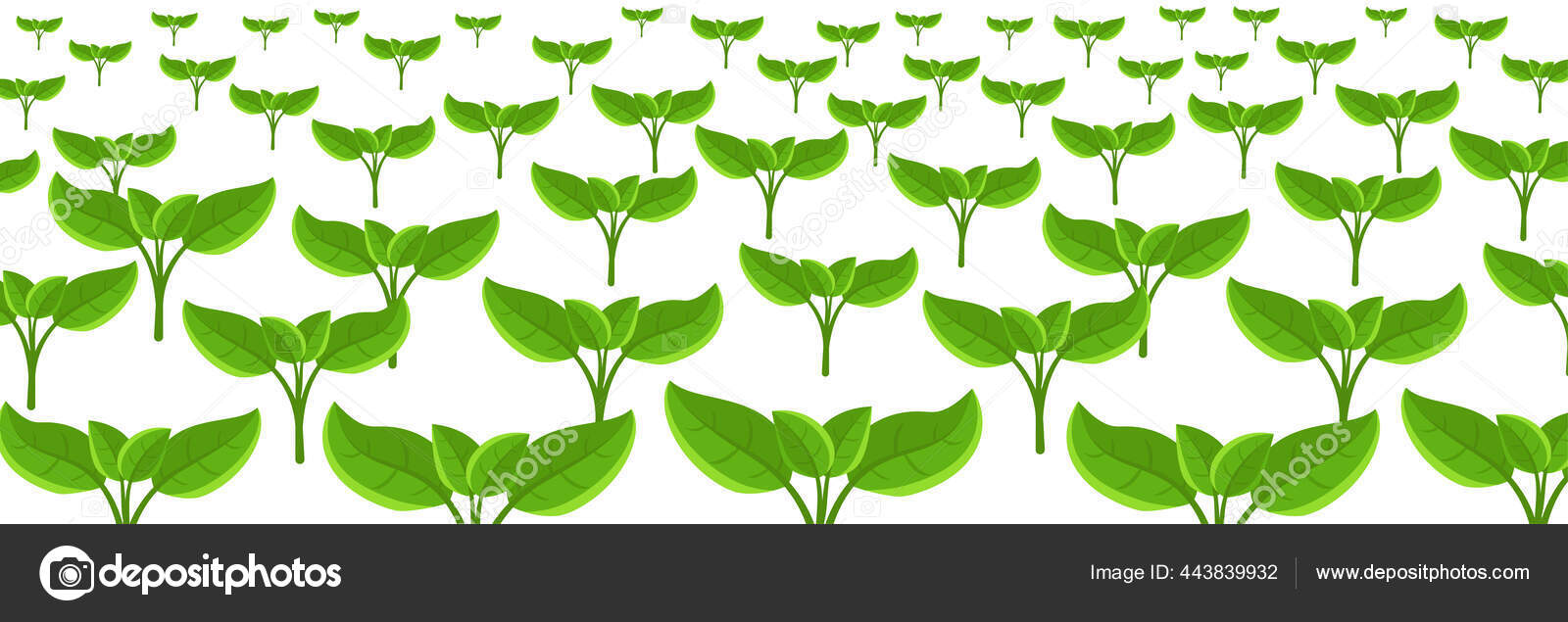 Agricultural seedlings field. Growing young plant shoots. Crops began ...