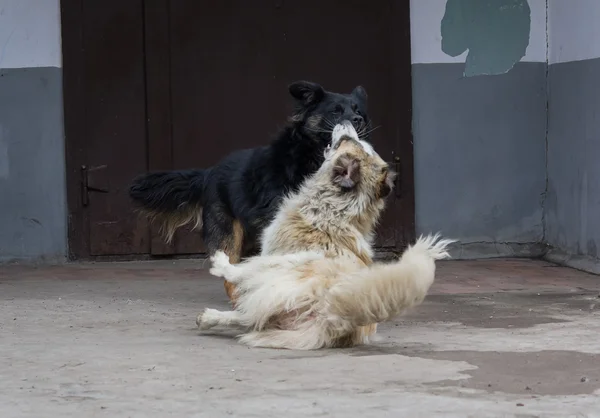 Pompeii dogs Stock Photos, Royalty Free Pompeii dogs Images | Depositphotos