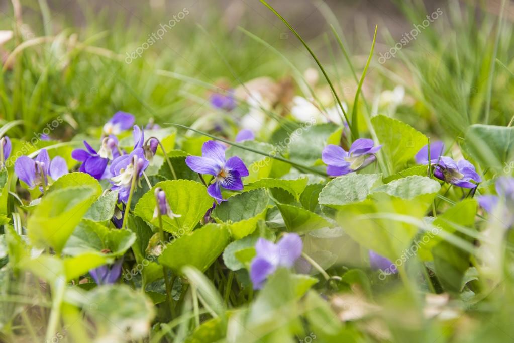 Viola odorata (violeta de madera, violeta dulce, violeta inglesa ...