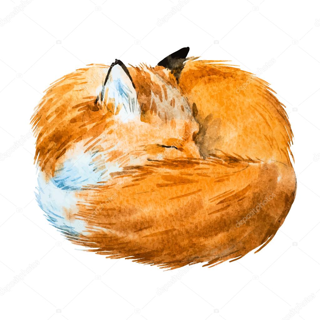 Watercolor Sleeping Fox — Stock Vector © Zeninaasya 111630072
