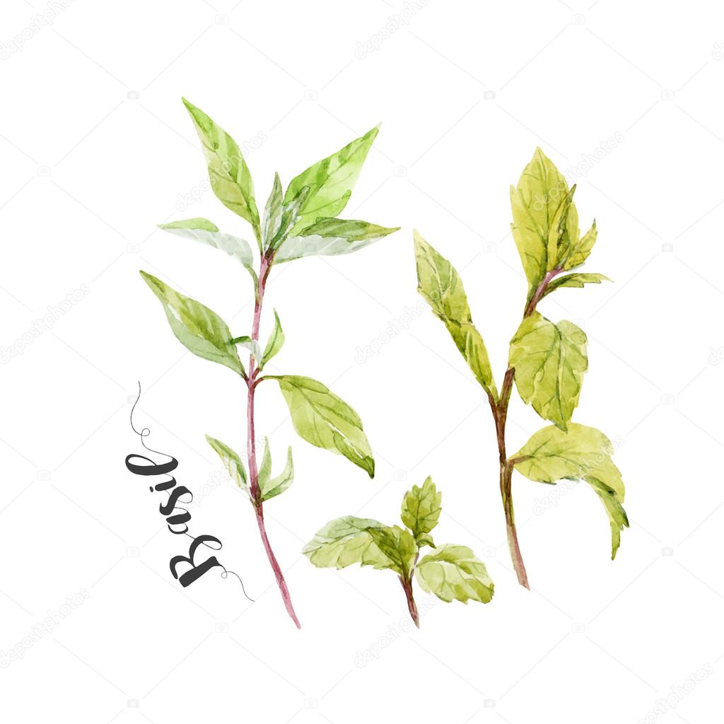Watercolor hand drawn basil Stock Vector Image by ©ZeninaAsya #121056968